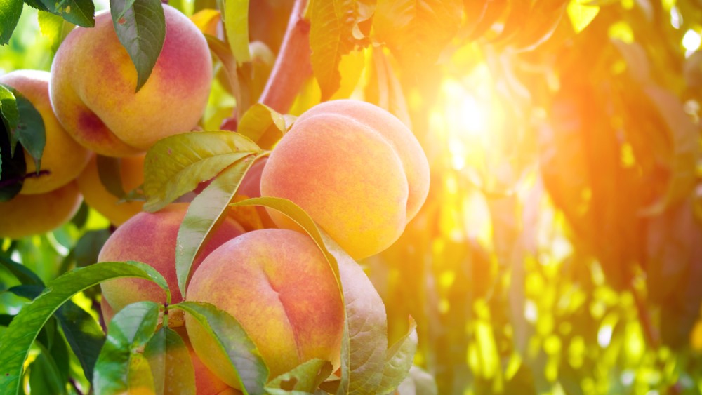 ΡΟΔΑΚΙΝΙΑ - Έργο Sustainable Peach - gaiasense